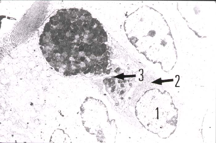 Atlas d'Histologie humaine et animale